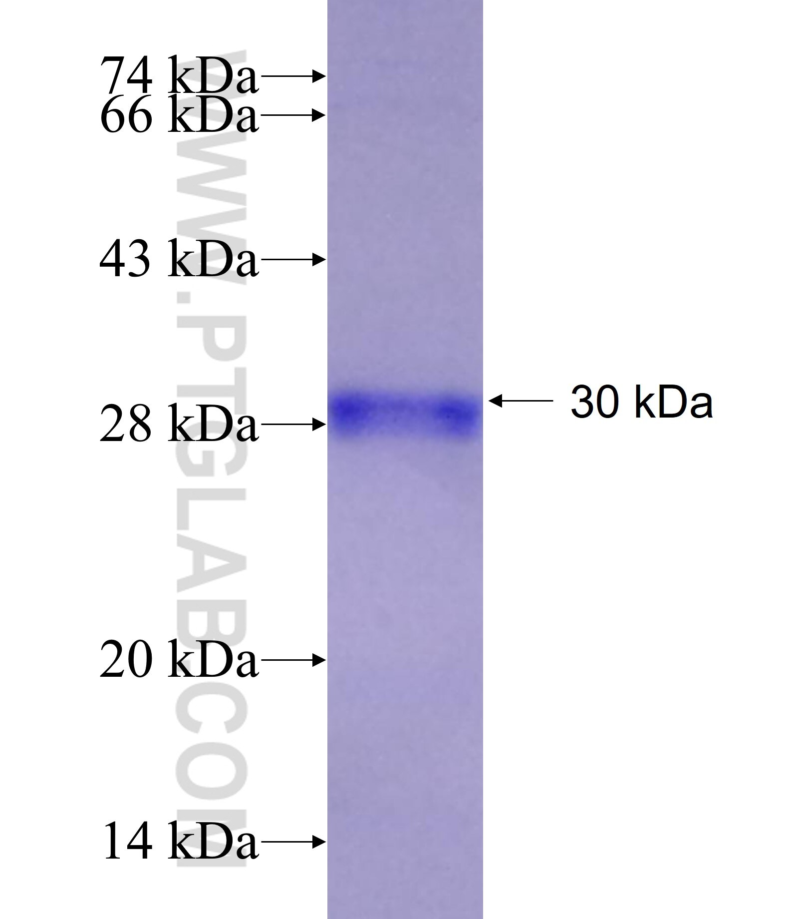 EGLN2 Fusion Protein Ag29619 | Proteintech