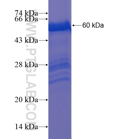 EN2 Fusion Protein Ag21854 | Proteintech