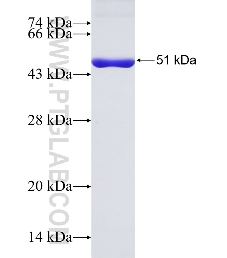 ENO3 Fusion Protein Ag33421 | Proteintech