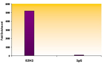 EZH2 antibody (mAb) (Clone AC22) | Proteintech