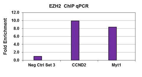 EZH2 antibody (pAb) | Proteintech