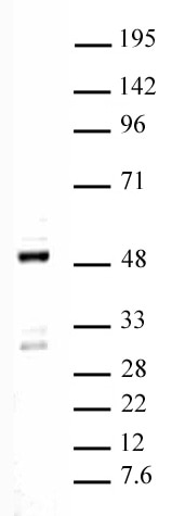 Ets-1 antibody (pAb) | Proteintech