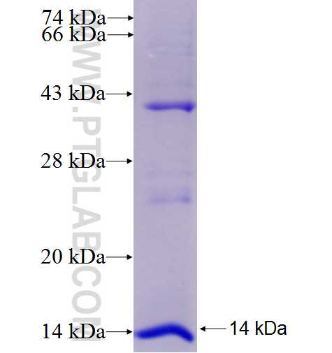 F2RL1 Fusion Protein Ag9132 | Proteintech