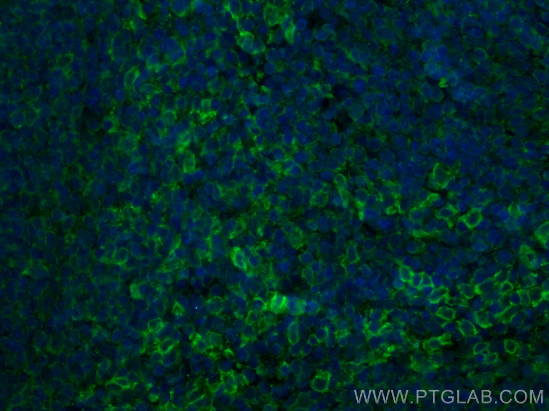 F4/80 antibody (28463-1-AP) | Proteintech