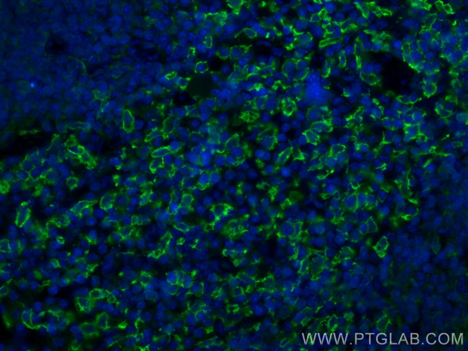 F4/80 antibody (28463-1-AP) | Proteintech