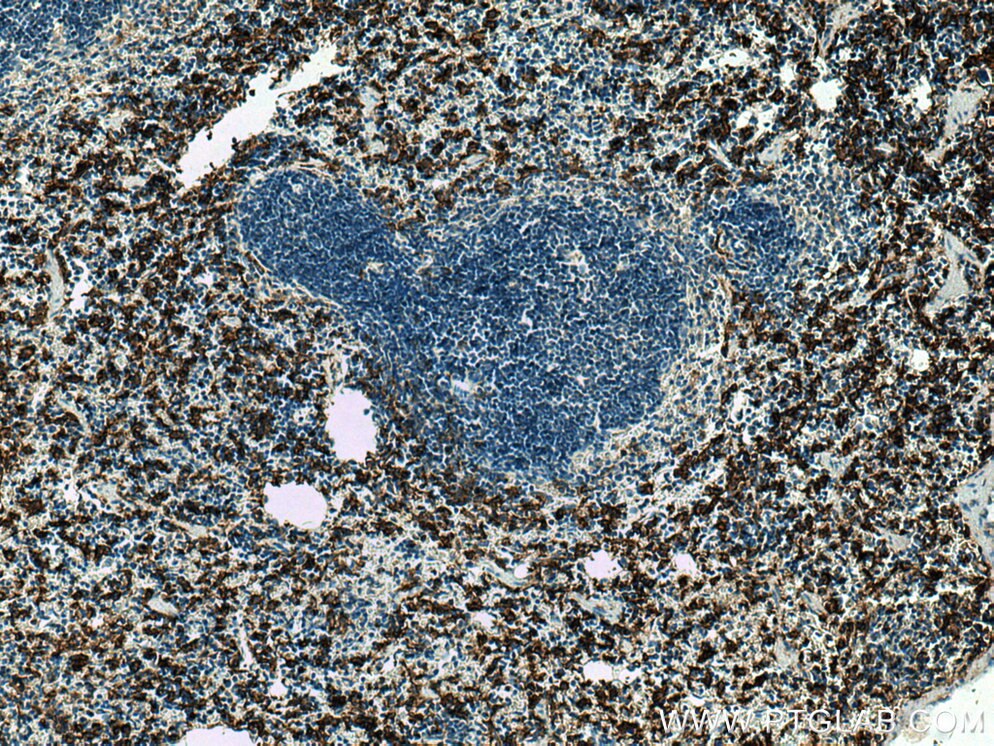 F4/80 Antibody 28463-1-AP | Proteintech