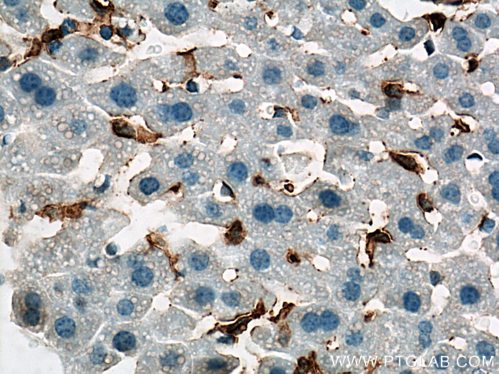 F4/80 antibody (28463-1-AP) | Proteintech