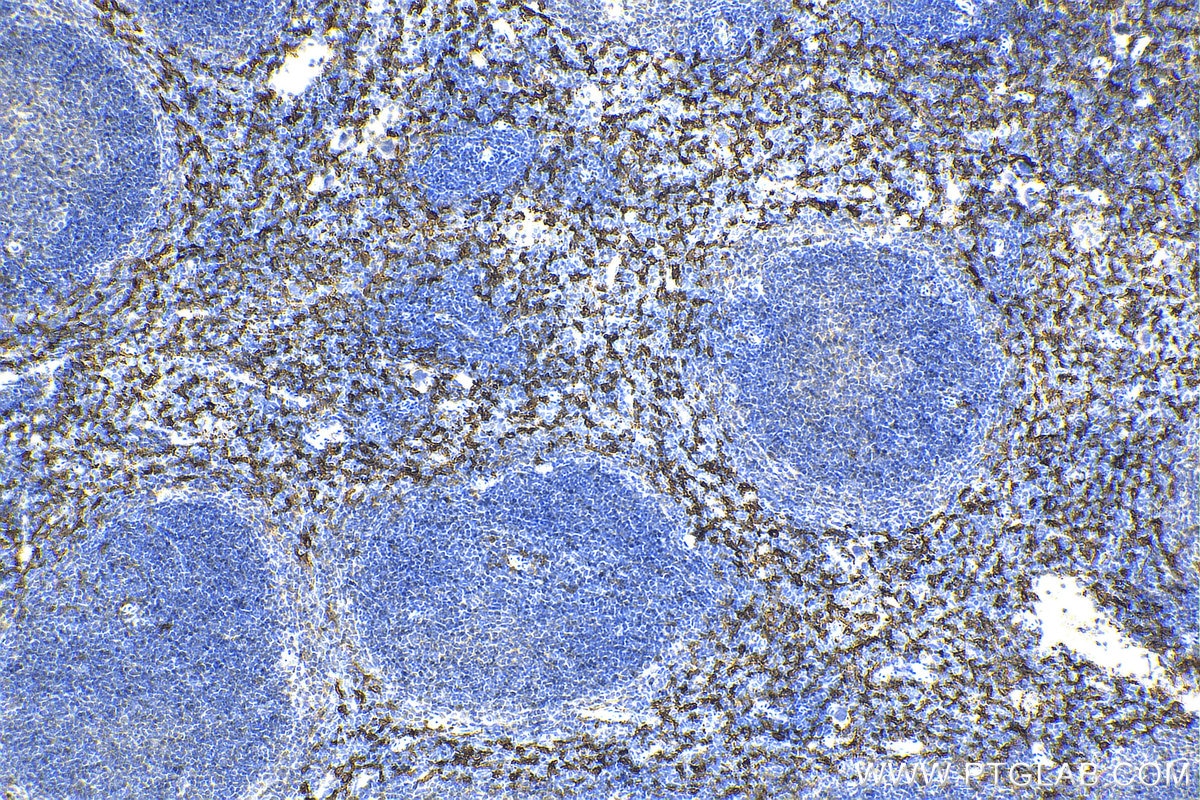 F4/80 antibody (28463-1-AP) | Proteintech