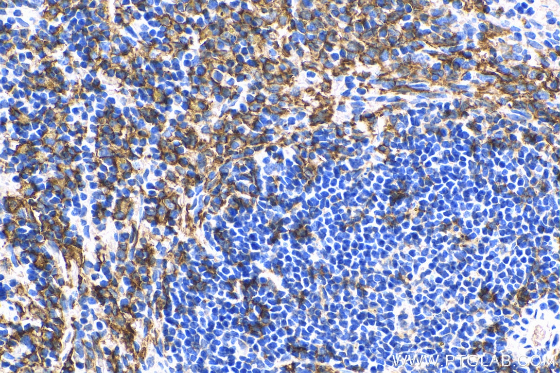F4/80 antibody (29414-1-AP) | Proteintech