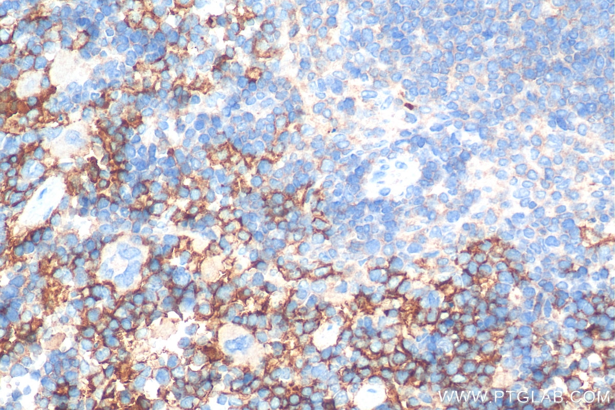 F4/80 antibody (81668-1-RR) | Proteintech