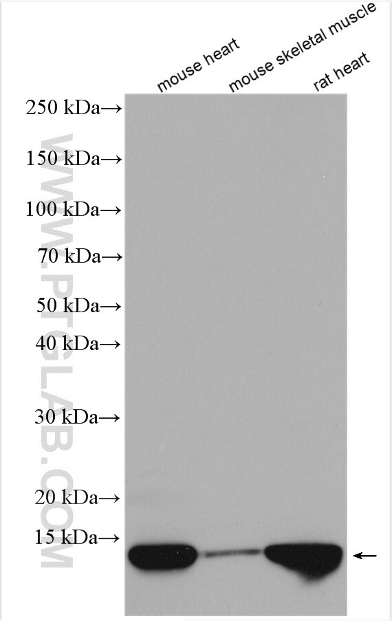 FABP3 antibody (10676-1-AP) | Proteintech