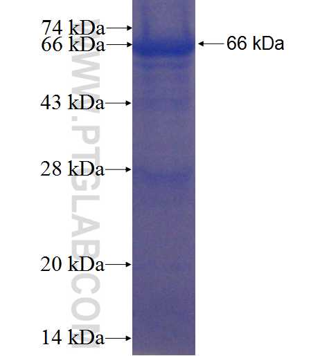FAM135A Fusion Protein Ag22472 | Proteintech