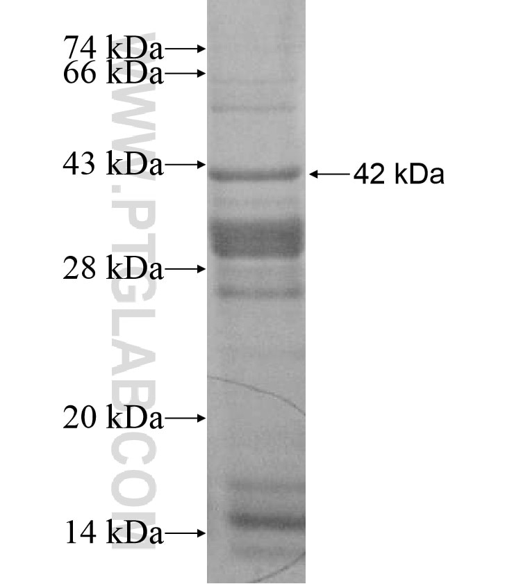 FBRS Fusion Protein Ag17514 | Proteintech