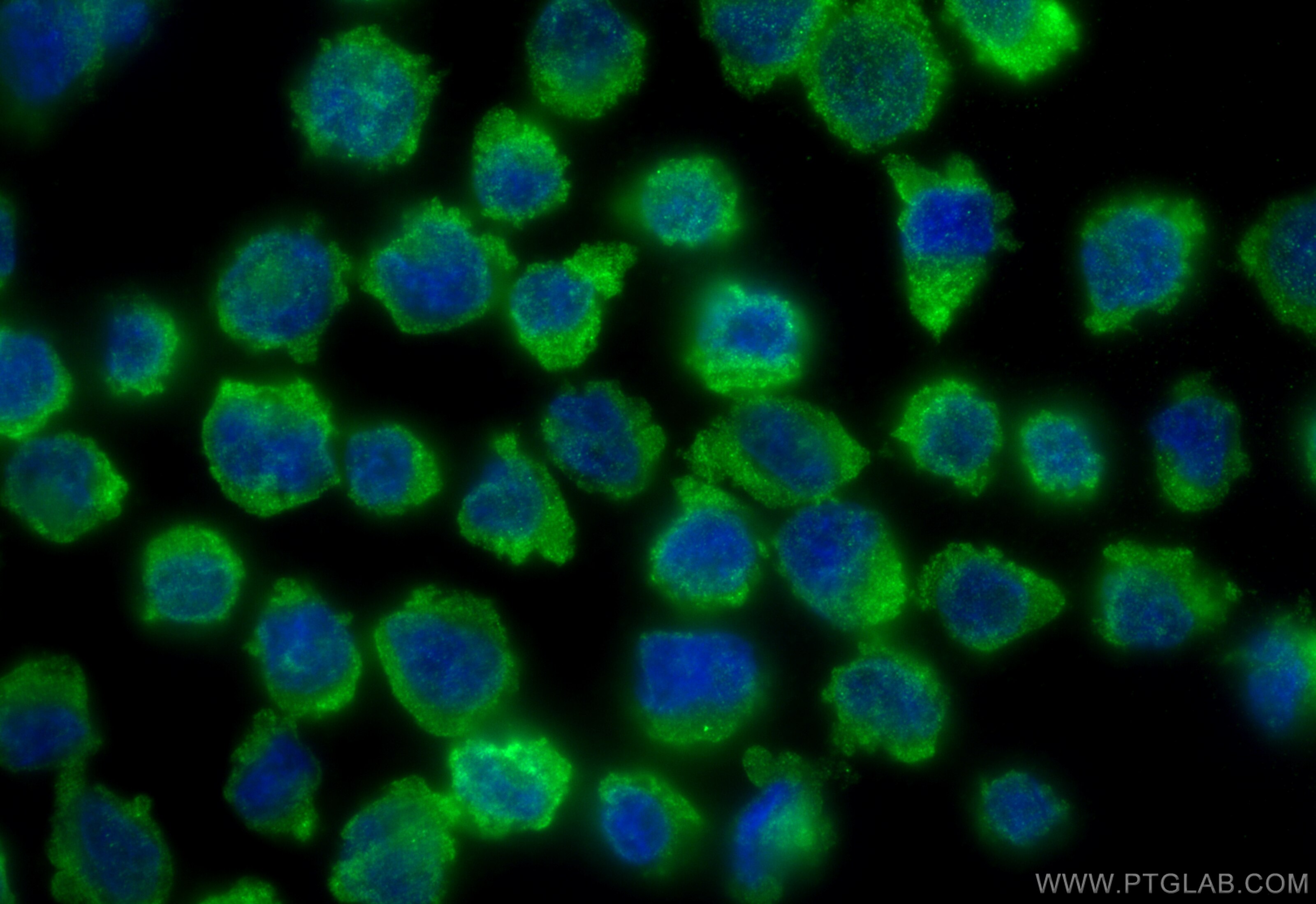 FRY antibody (32075-1-AP) | Proteintech