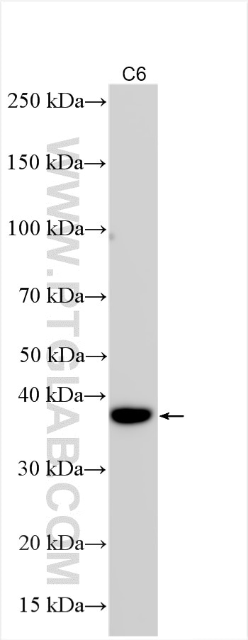 FSTL1 antibody (32545-1-AP) | Proteintech