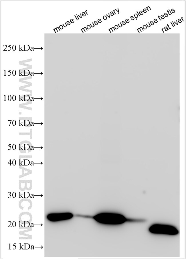 Ferritin light chain 1/Ftl1 antibody (32615-1-AP) | Proteintech