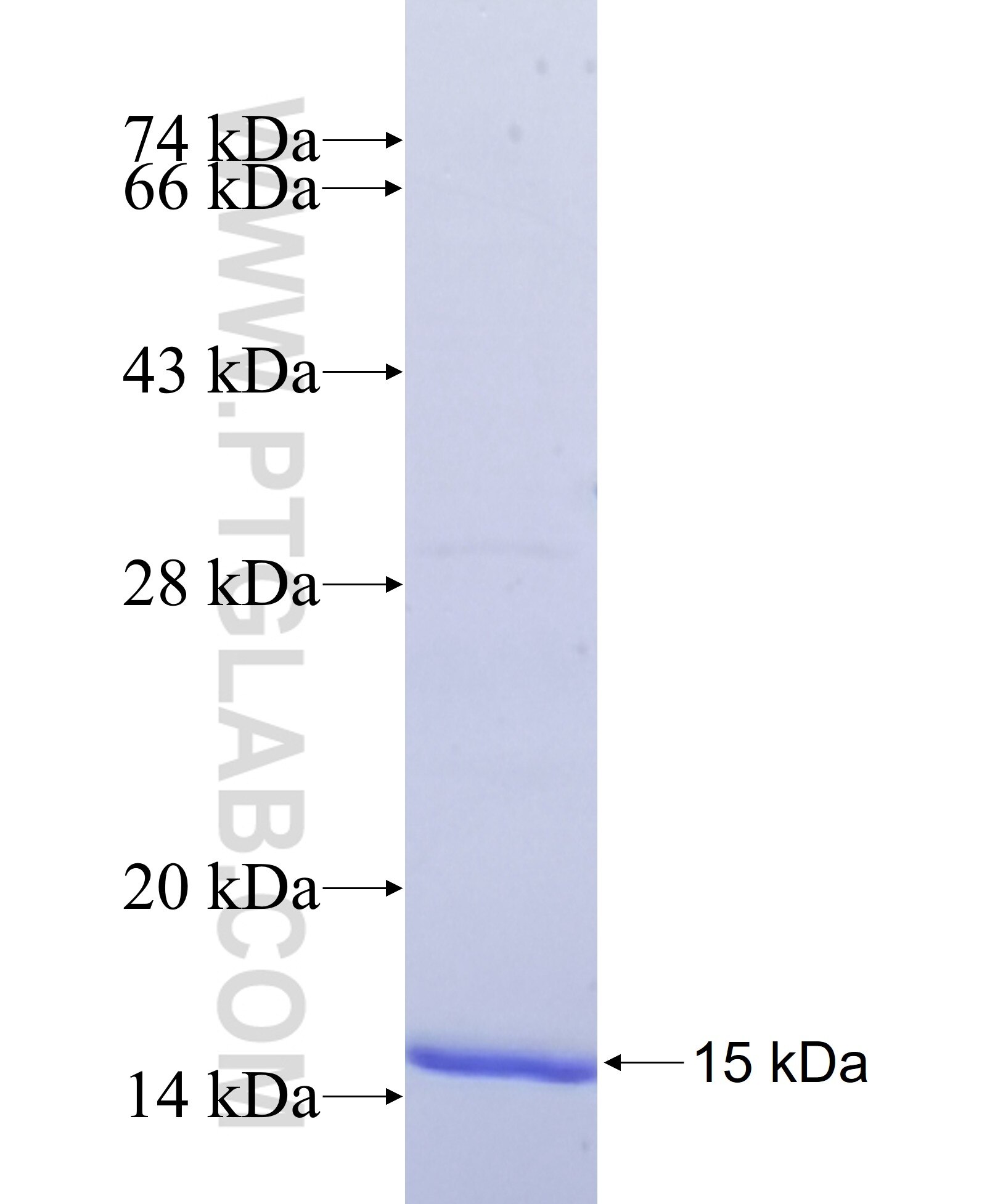 GGT1 Fusion Protein Ag34229 | Proteintech