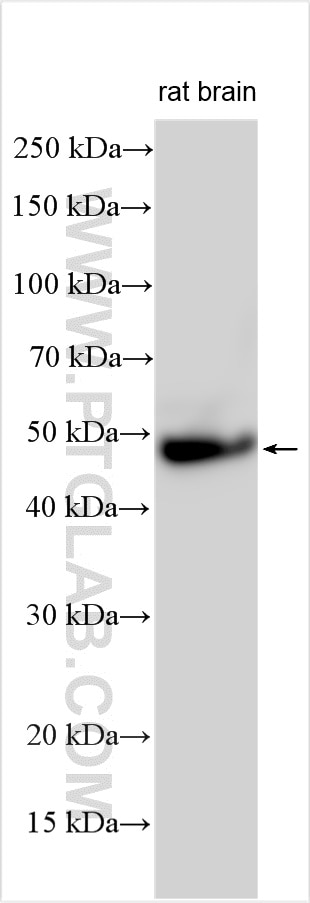 GPR45 antibody (24857-1-AP) | Proteintech