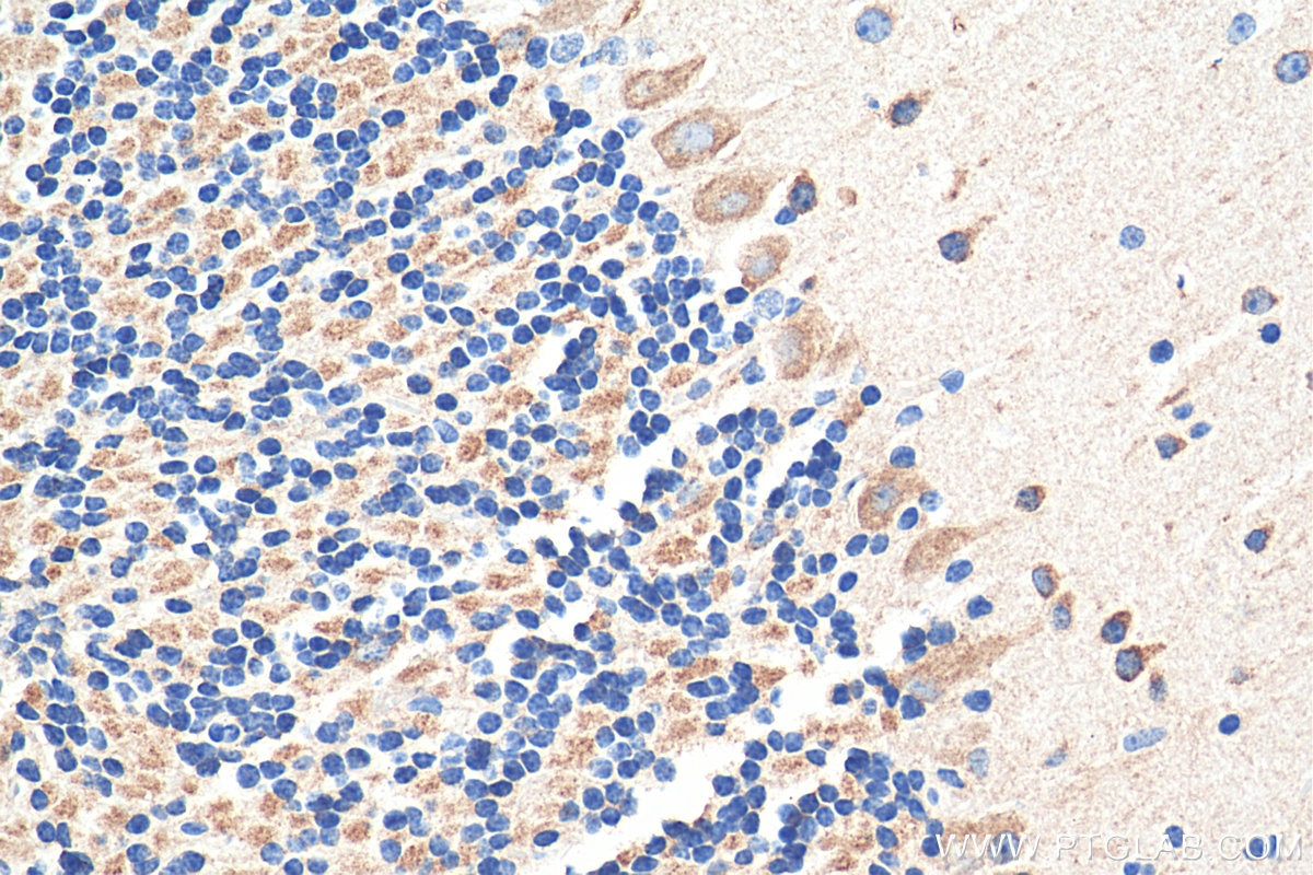 GRIN1 antibody (67717-1-Ig) | Proteintech