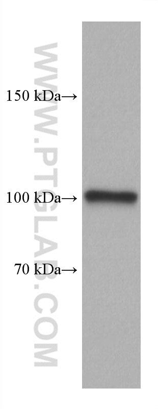 GRIN1 antibody (67717-1-Ig) | Proteintech