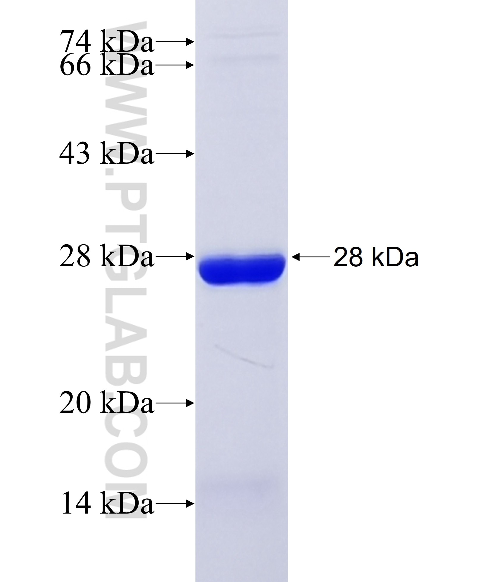 NMDAR2A/GRIN2A Fusion Protein Ag29108 | Proteintech