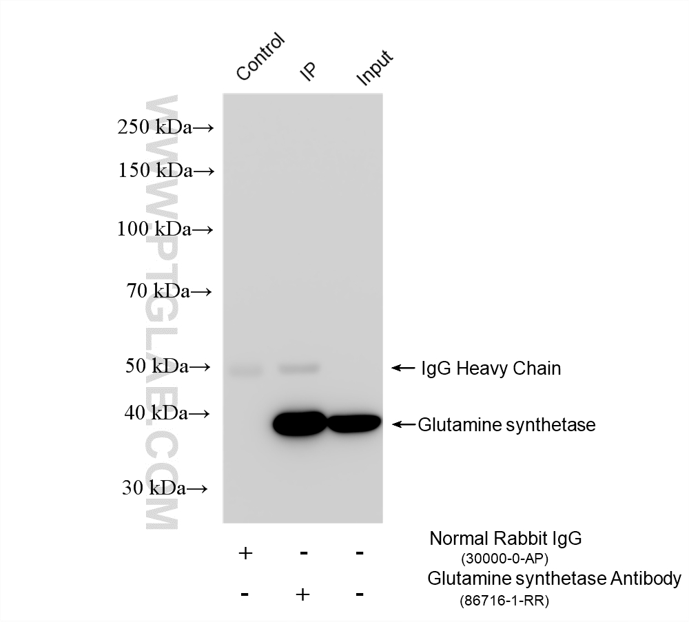 Glutamine synthetase antibody (86716-1-RR) | Proteintech