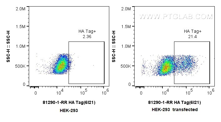 HA Tag antibody (81290-1-RR) | Proteintech