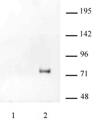 HA-Tag antibody (mAb) (Clone 3B9) | Proteintech