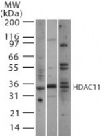 HDAC11 antibody (pAb) | Proteintech