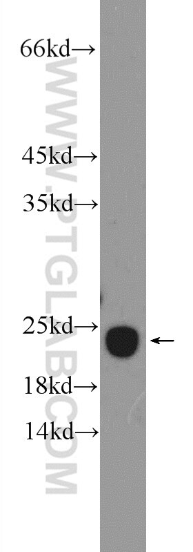 HEBP1 antibody (16842-1-AP) | Proteintech