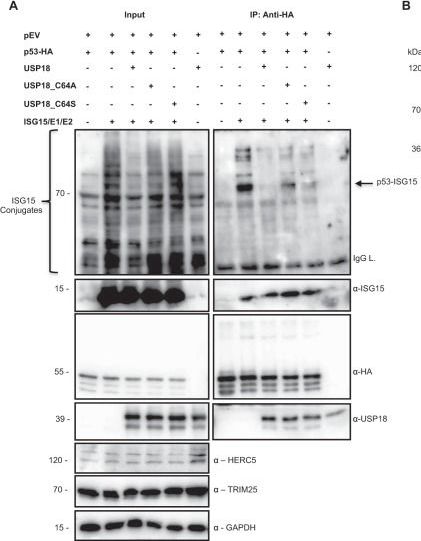 HERC5 Fusion Protein Ag18449 | Proteintech