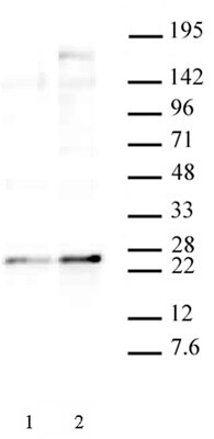 HP1 gamma phospho Ser93 antibody (pAb) | Proteintech