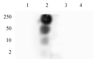 HP1 gamma phospho Ser93 antibody (pAb) | Proteintech