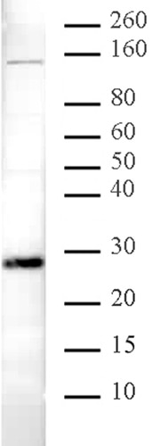 HP1a antibody (pAb) | Proteintech