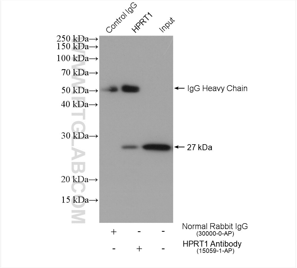 HPRT1 antibody (15059-1-AP) | Proteintech