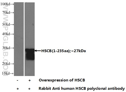 HSCB Fusion Protein Ag7246 | Proteintech