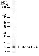Histone H2A antibody (pAb) | Proteintech