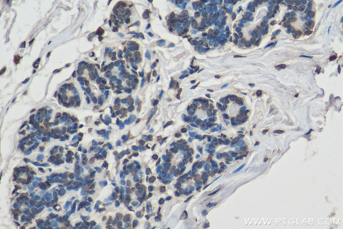 Histone-H3 antibody (17168-1-AP) | Proteintech