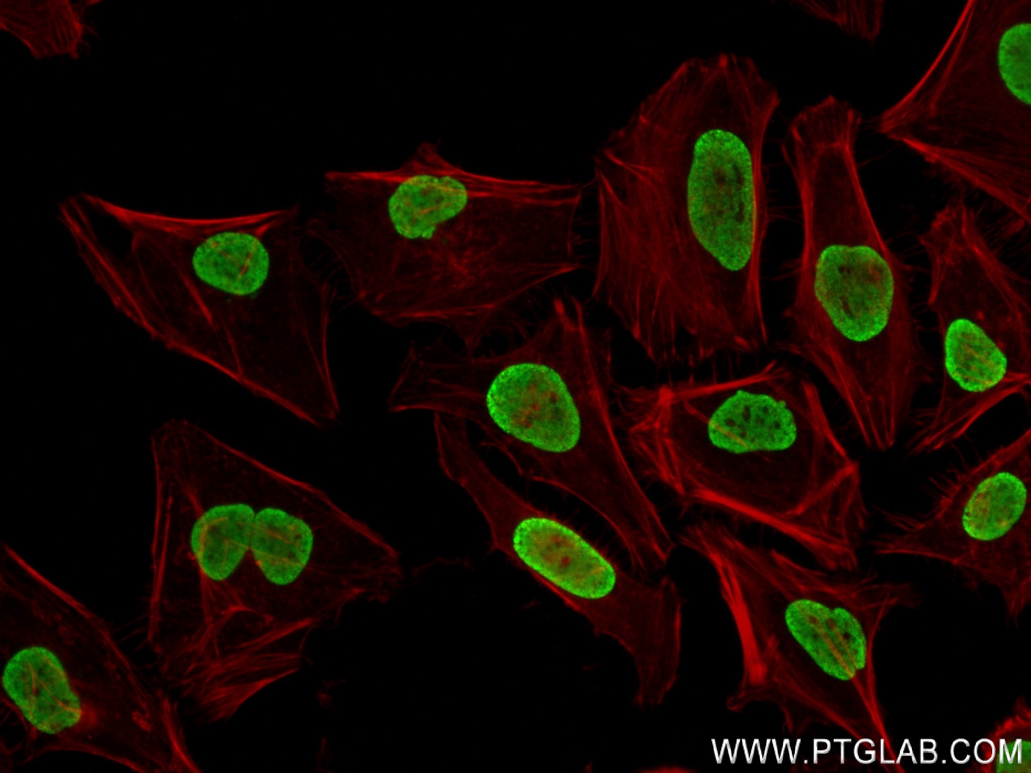 Histone H3 antibody (82832-6-RR) | Proteintech