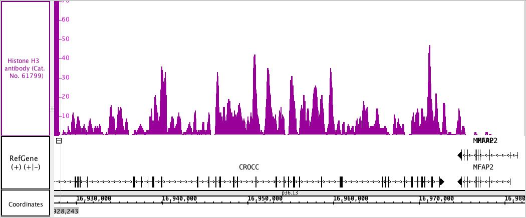 Histone H3 antibody (pAb) | Proteintech