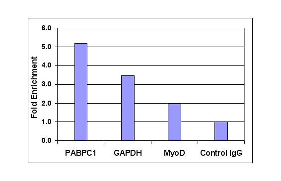 Histone H3K14ac antibody (pAb) | Proteintech