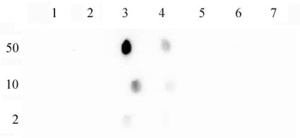 Histone H3K14ac antibody (pAb) | Proteintech