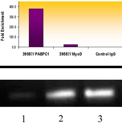 Histone H3K18ac antibody (pAb) | Proteintech