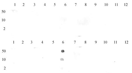 Histone H3K27me1 antibody (pAb) | Proteintech