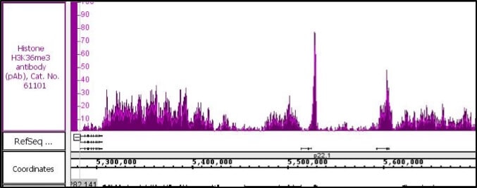 Histone H3K36me3 antibody (pAb) | Proteintech