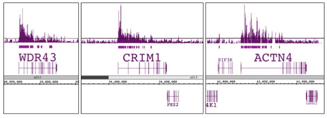 Histone H3K79me2 antibody (pAb) | Proteintech