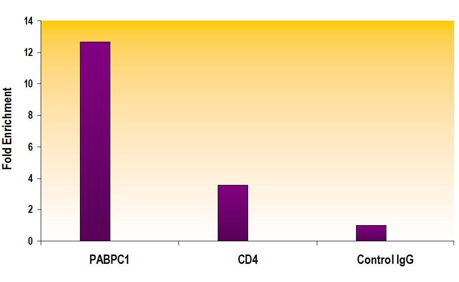 Histone H3K79me2 antibody (pAb) | Proteintech