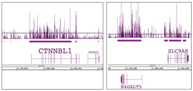 Histone H3K9me1 antibody (pAb) | Proteintech
