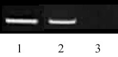 Histone H3K9me2 antibody (mAb) (Clone MABI 0307) | Proteintech