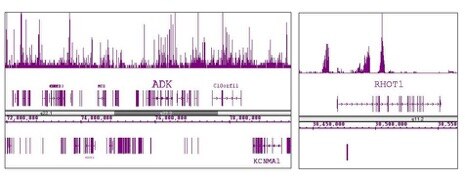 Histone H3K9me3 antibody (pAb) | Proteintech
